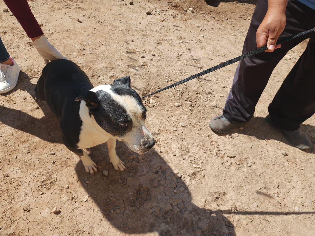 RESCATAN A TRES CANINOS TRAS CATEOS POR CRUELDAD ANIMAL EN MEXICALI ...